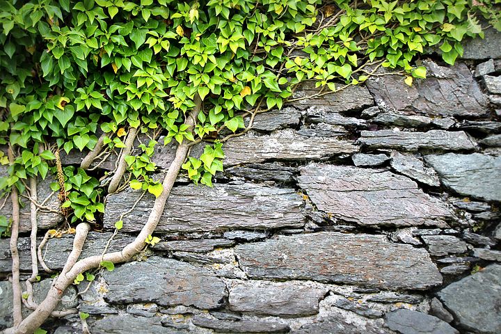 100+ Free Ivy Texture & Ivy Images
