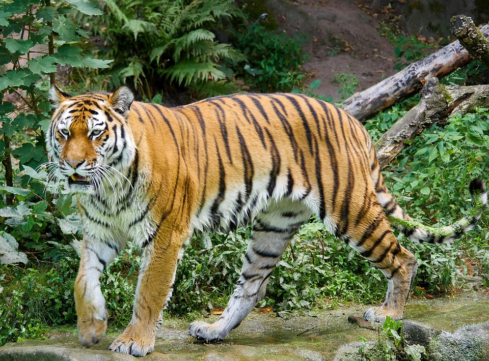Animal Tiger Big Cat - Free photo on Pixabay