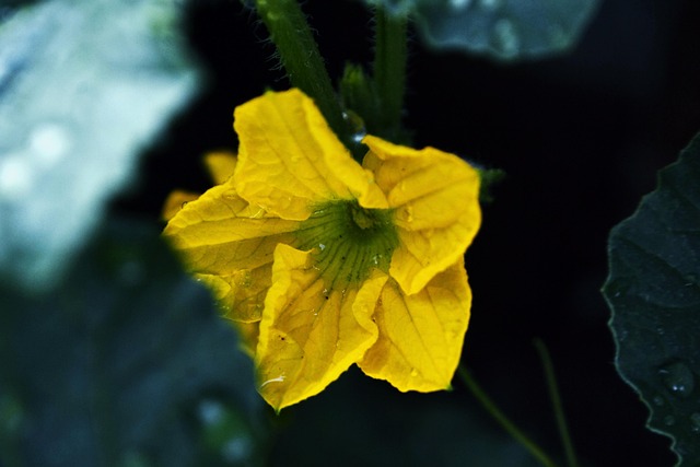 Fleur Bloom Jaune - Photo gratuite sur Pixabay - Pixabay