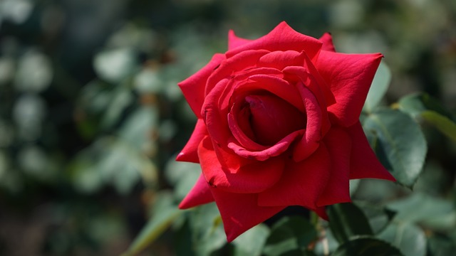 Red Rose Bunga Berbunga Daun - Foto gratis di Pixabay - Pixabay
