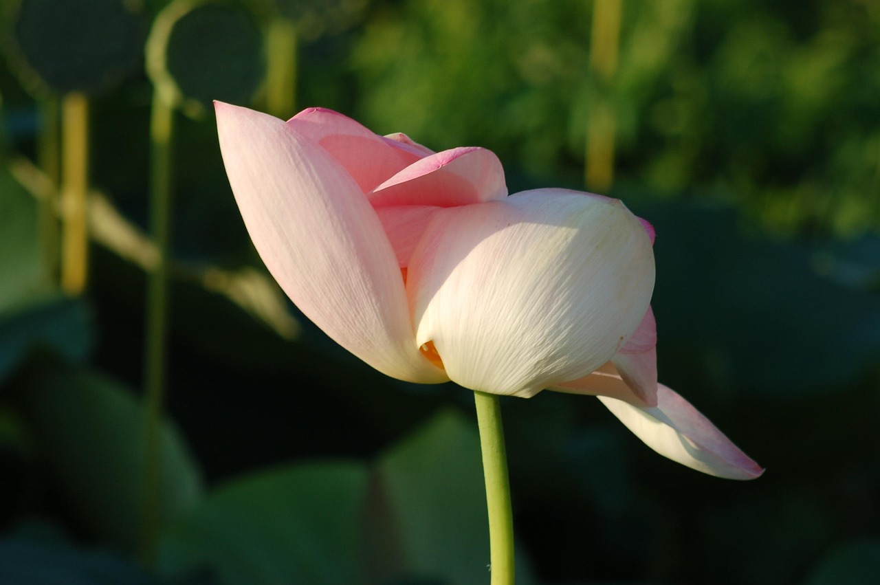 Fleurs De Lotus Fleur Étang La - Photo gratuite sur Pixabay - Pixabay