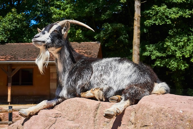 Chèvre Zoo Pour Enfants Animal - Photo gratuite sur Pixabay