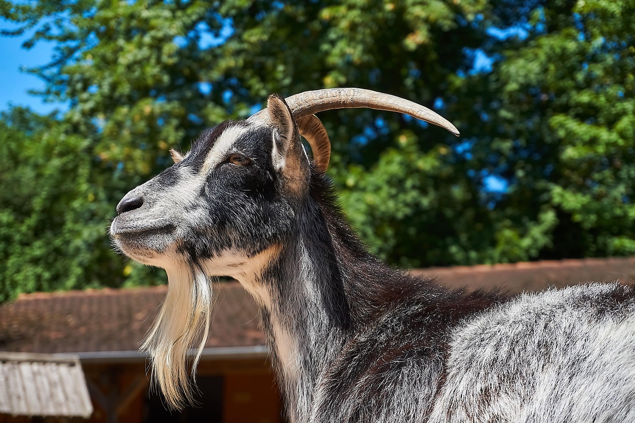 Goat Petting Zoo Animal - Free photo on Pixabay