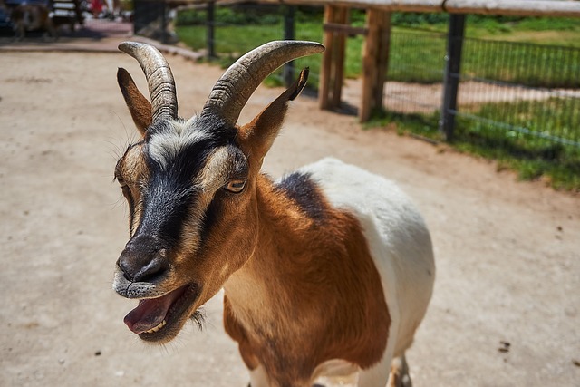 Cabra Petting Zoo Animal Jardim - Foto gratuita no Pixabay - Pixabay