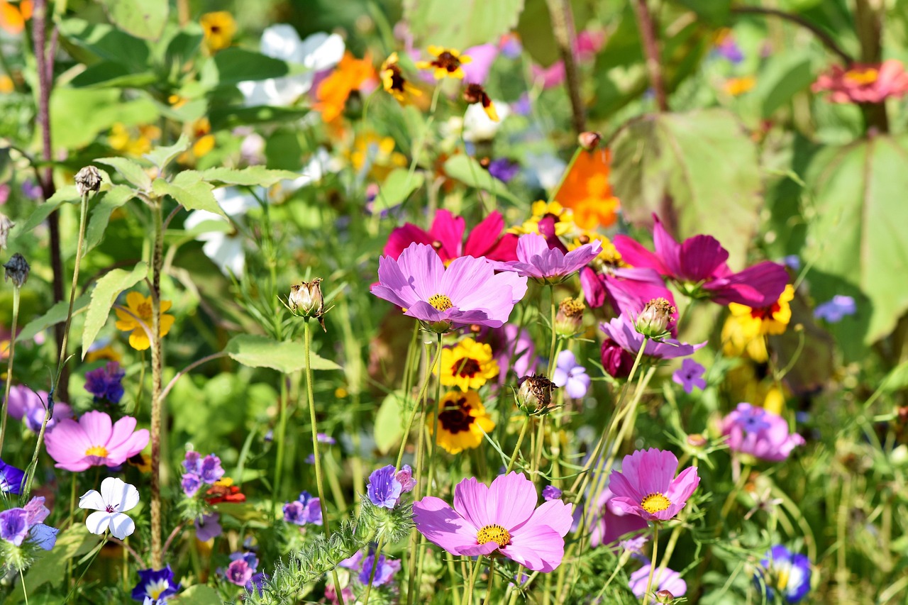 Blumenwiese Blumen Wiesenblumen - Kostenloses Foto auf Pixabay - Pixabay
