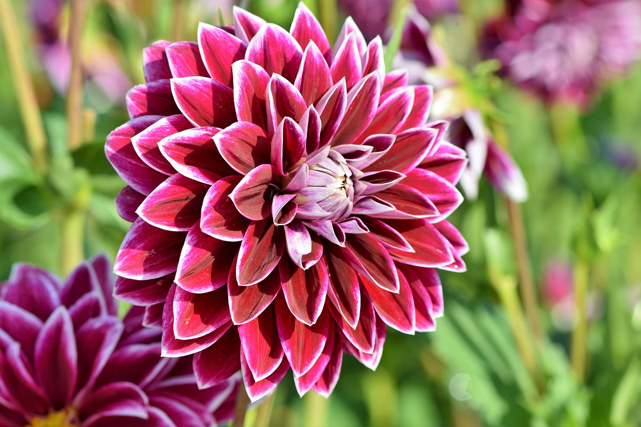 ダリア Dahlias芽 花 - Pixabayの無料写真