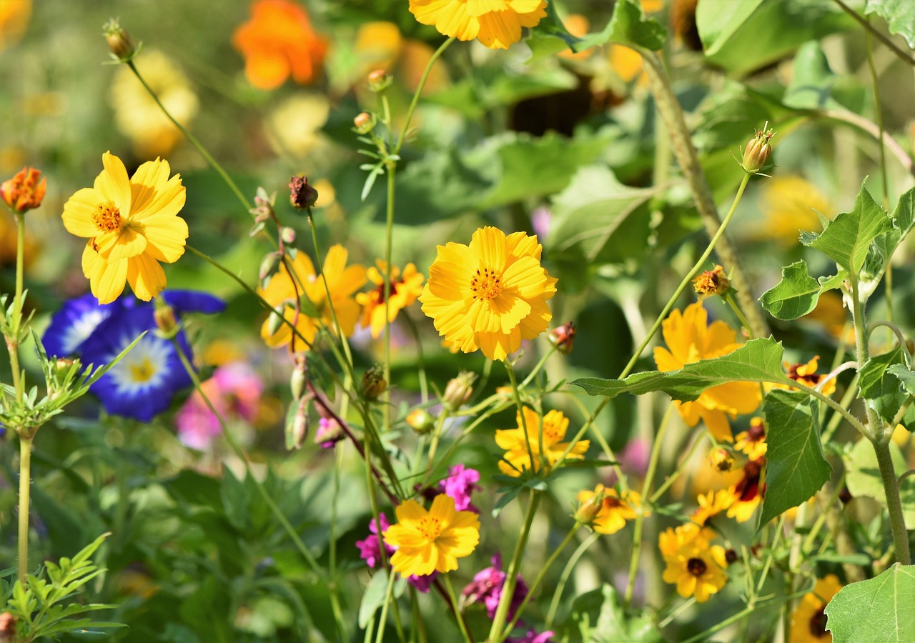 Flower Meadow - Free photo on Pixabay - Pixabay