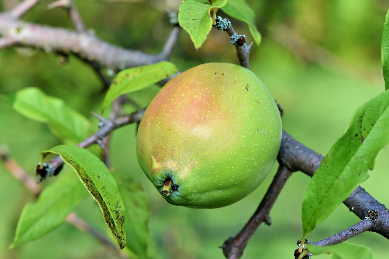 60,000+ Free Quince Fruit & Quince Images - Pixabay