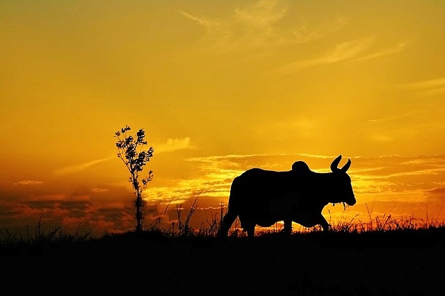 Pôr Do Sol Vaca Montanha - Foto gratuita no Pixabay - Pixabay