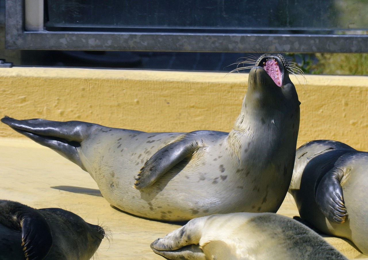 Foca Aullador Agua Bienestar De - Foto gratis en Pixabay - Pixabay
