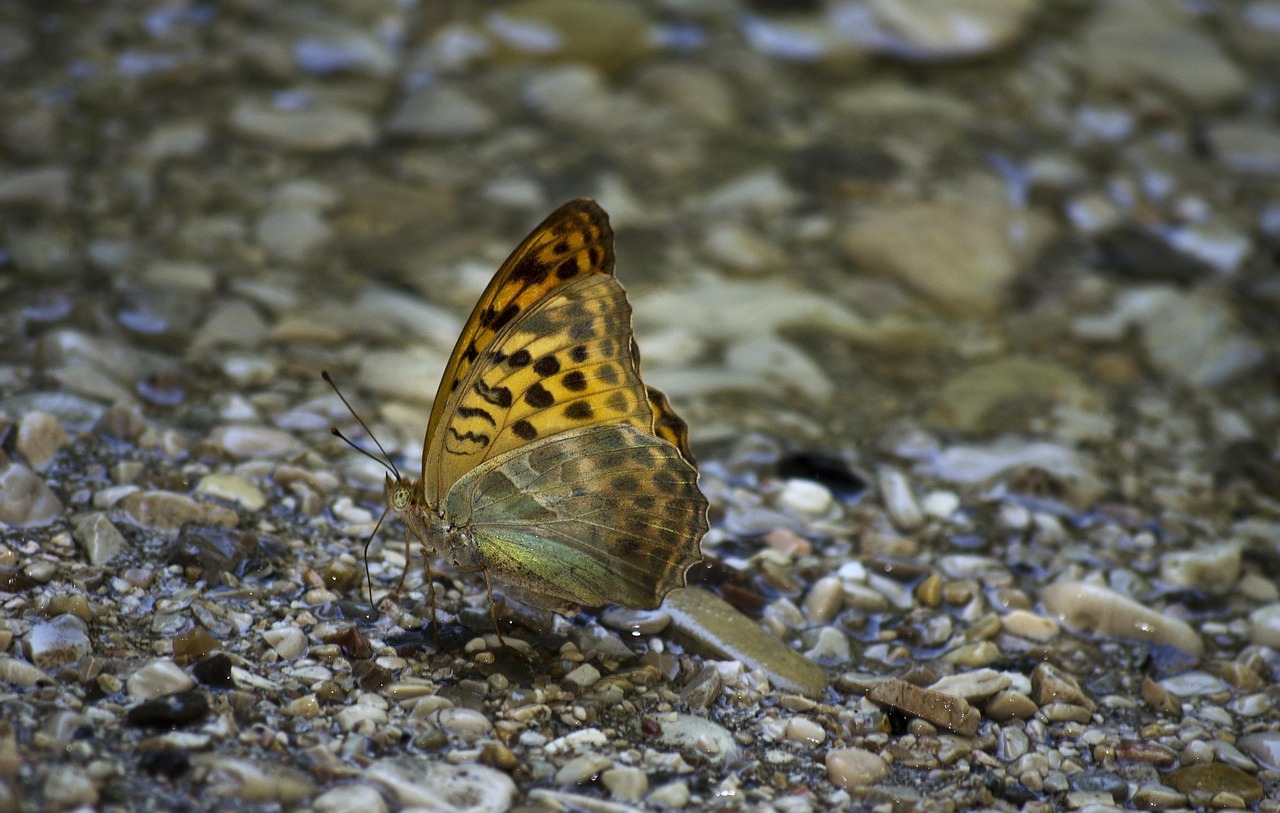 100+ Free Butterfly Transformation & Transformation Images - Pixabay