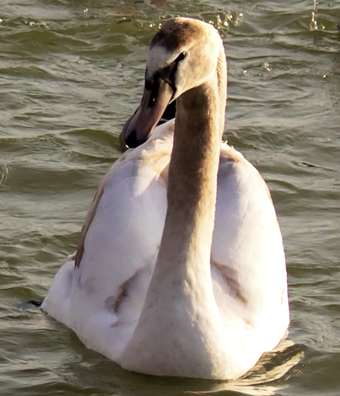 Swan Oiseau D'Eau - Photo gratuite sur Pixabay - Pixabay