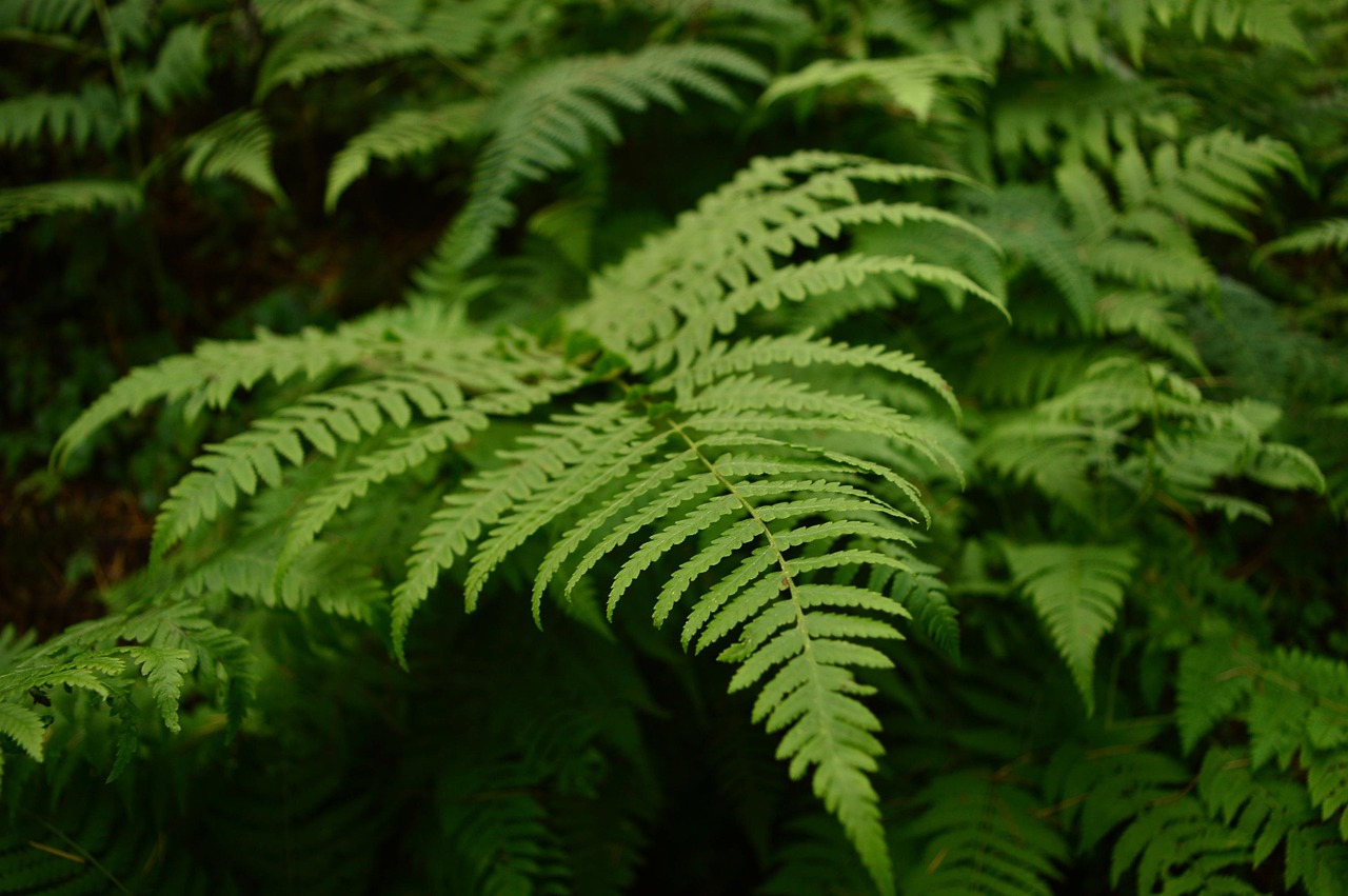Samambaia Folhas Verde - Foto gratuita no Pixabay - Pixabay