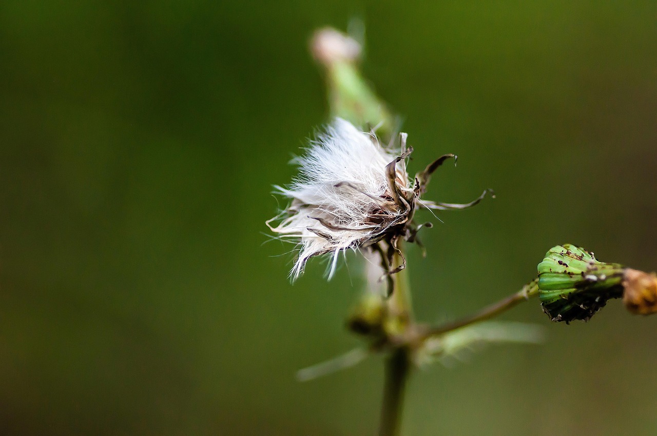 Flower Faded Nature Close - Free photo on Pixabay
