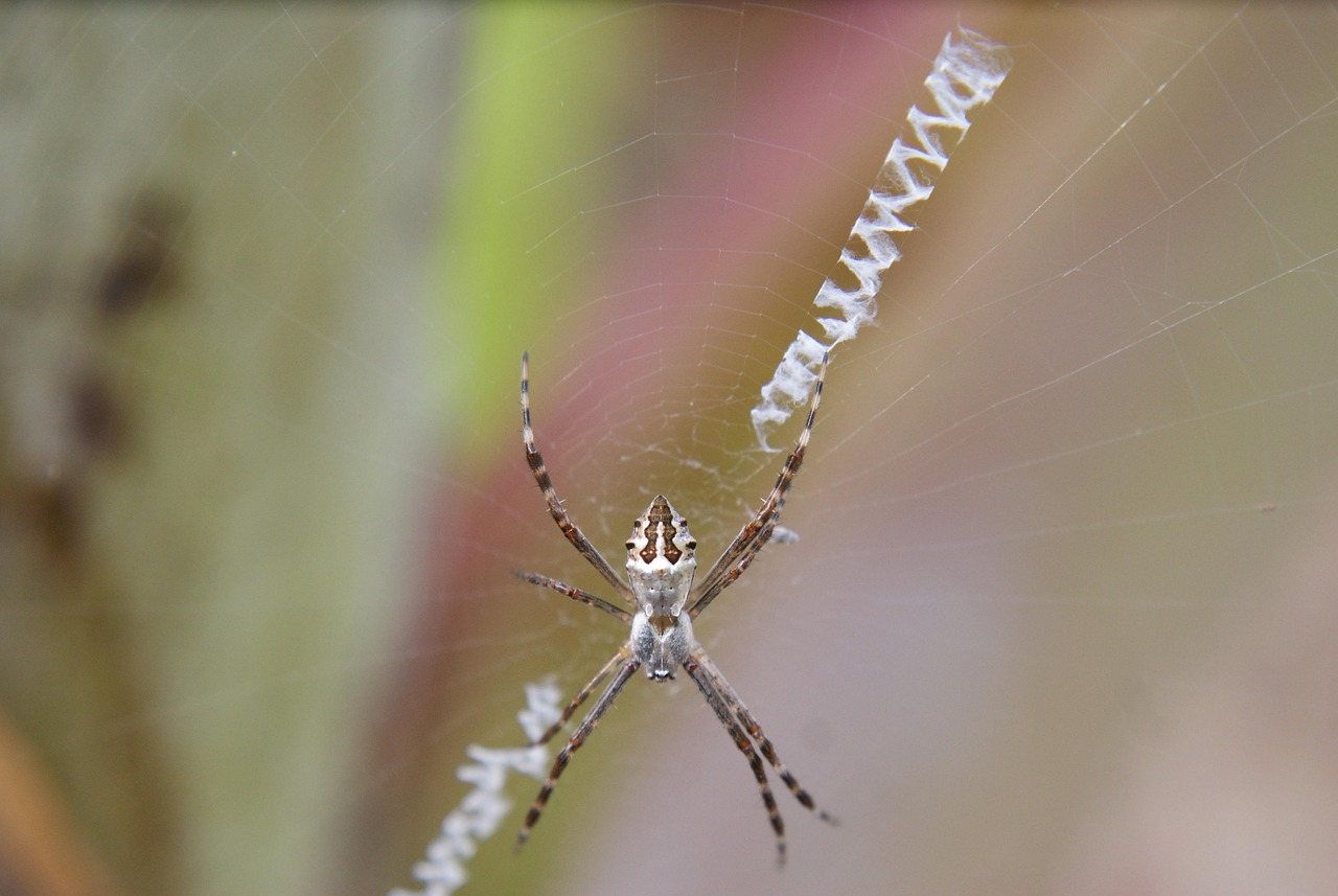 Aranha Inseto Teia - Foto gratuita no Pixabay - Pixabay