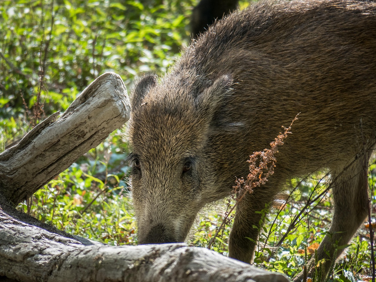 80+ Free Pig Face & Pig Images - Pixabay