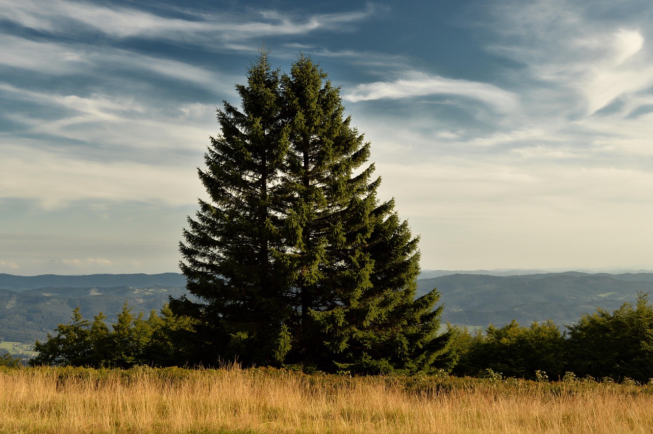 La Nature Arbre De Campagne Des - Photo gratuite sur Pixabay - Pixabay