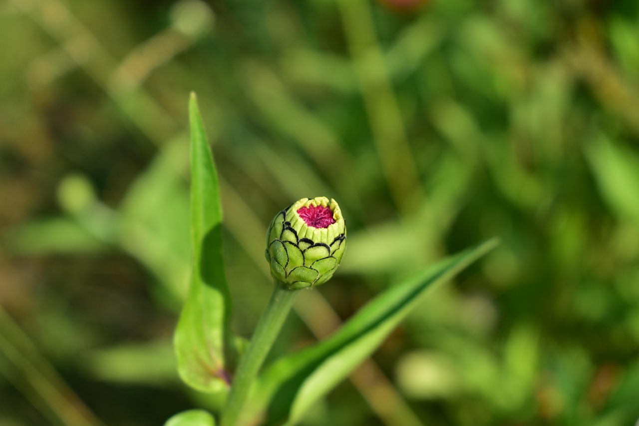 Bourgeon Fleur - Photo gratuite sur Pixabay - Pixabay