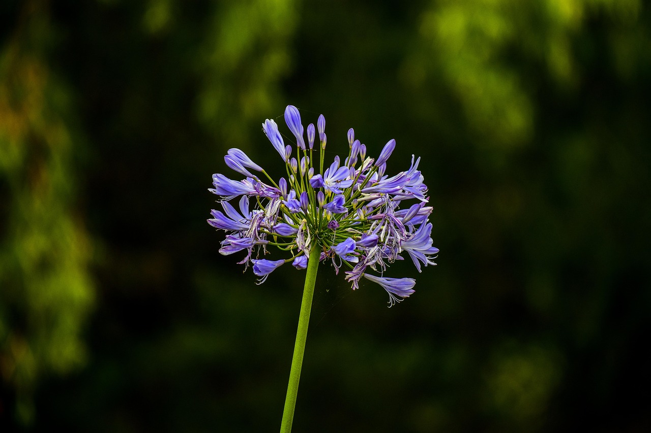 Bella Flor Naturaleza Paisaje - Foto gratis en Pixabay - Pixabay