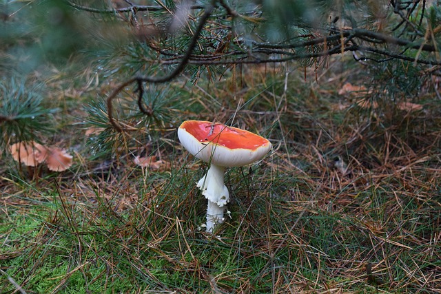 Gomba Természet - Ingyenes fotó a Pixabay-en - Pixabay