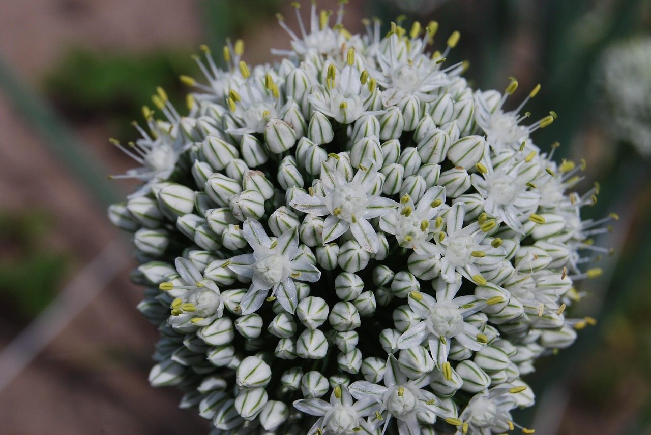 Ciboulette Fleur Fleurs Le - Photo gratuite sur Pixabay - Pixabay