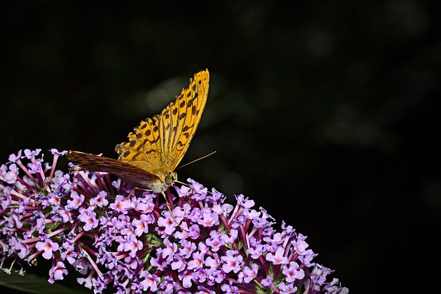 Butterfly Buddleia Macro - Free photo on Pixabay - Pixabay