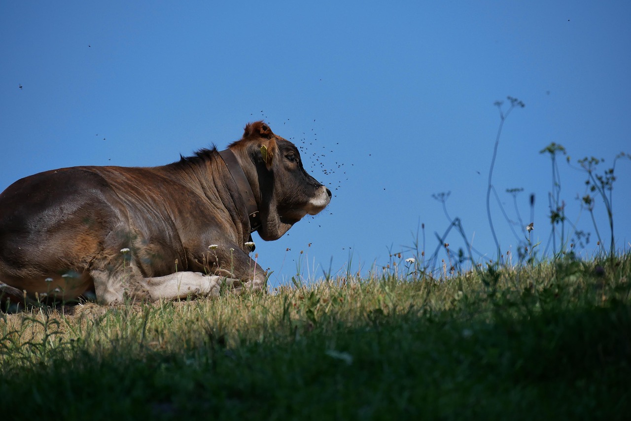 Vaca Volador Animal Carne De - Foto gratis en Pixabay - Pixabay