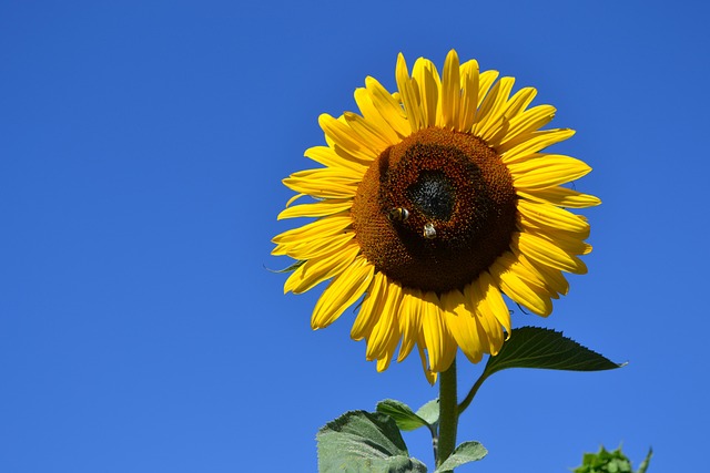 Tournesol Soleil Fleur - Photo gratuite sur Pixabay - Pixabay