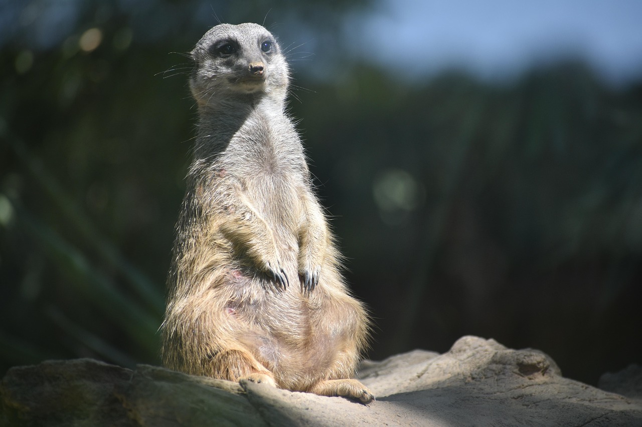 Meerkat Wallpaper Animal Wallpapers Fury Meerkat Stock Photos Free