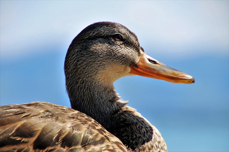 Portrait Duck At Close Range - Free photo on Pixabay - Pixabay
