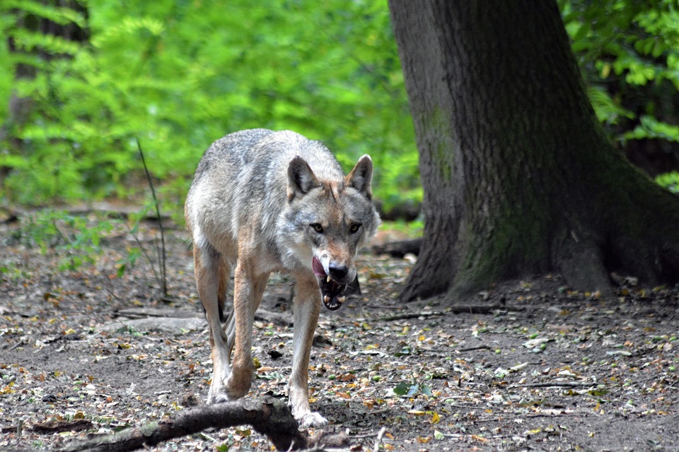 Lobo Cerrar Bosque - Foto gratis en Pixabay