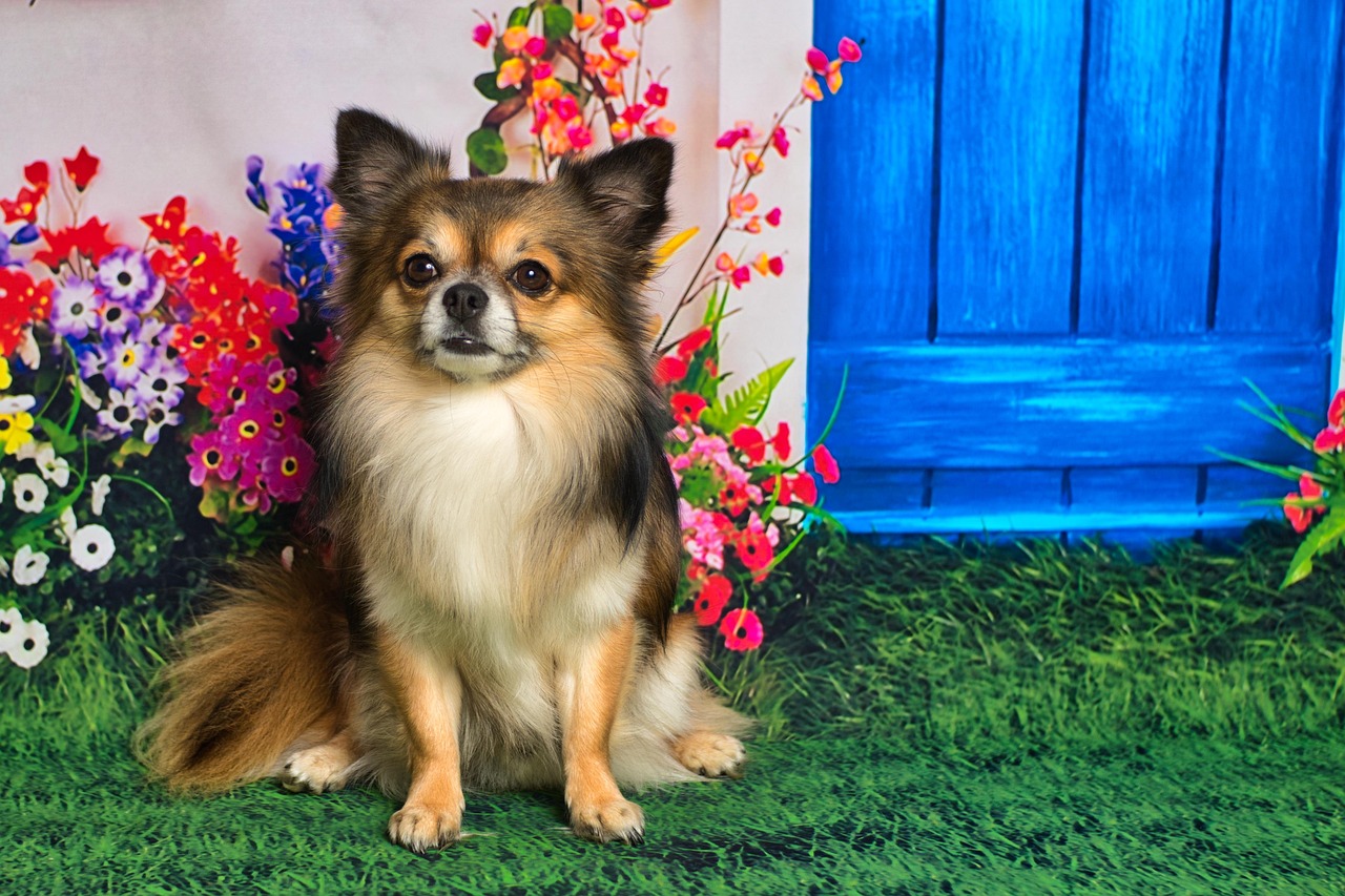 Chihuahua Pequeno Bonitinho - Foto gratuita no Pixabay - Pixabay