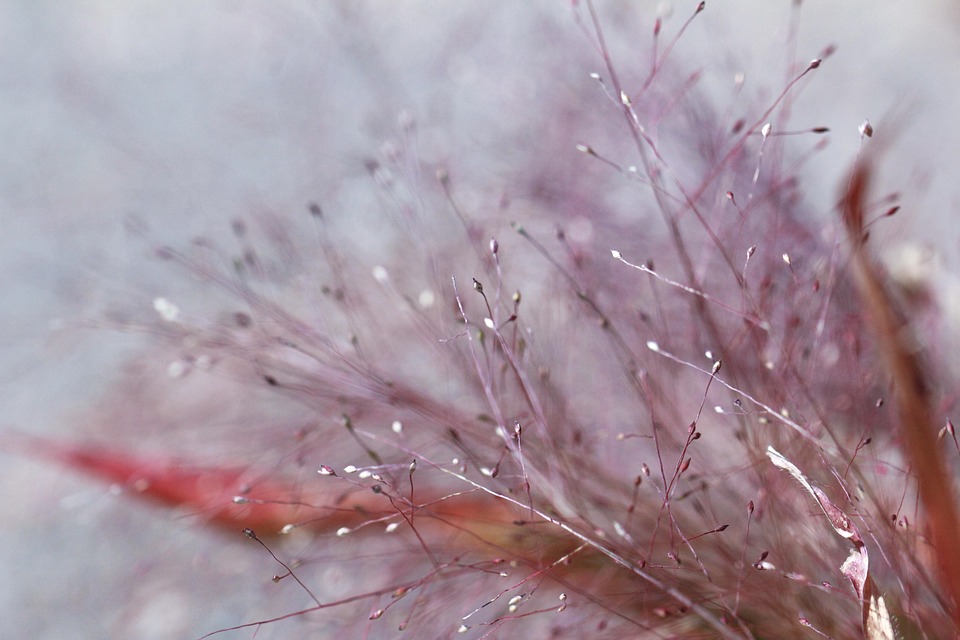 Texture Flowers Abstract - Free photo on Pixabay