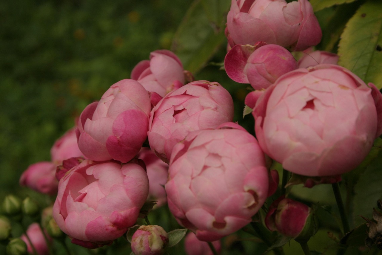 Rose Bourgeon - Photo gratuite sur Pixabay - Pixabay