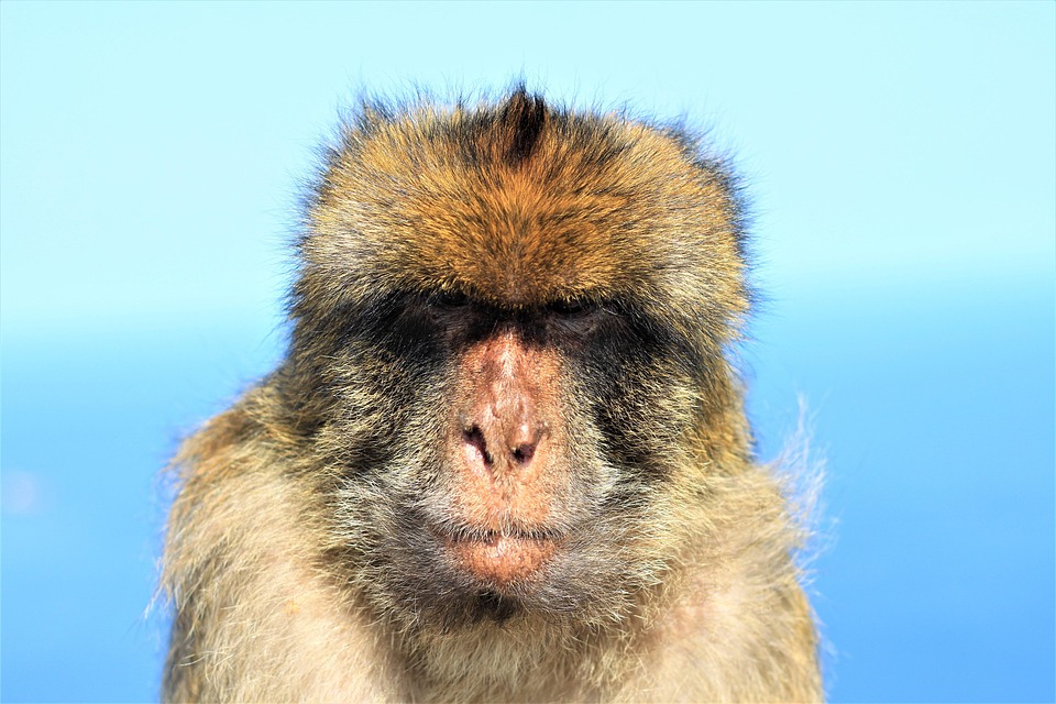 Affe Portrait Grimmig - Kostenloses Foto auf Pixabay - Pixabay