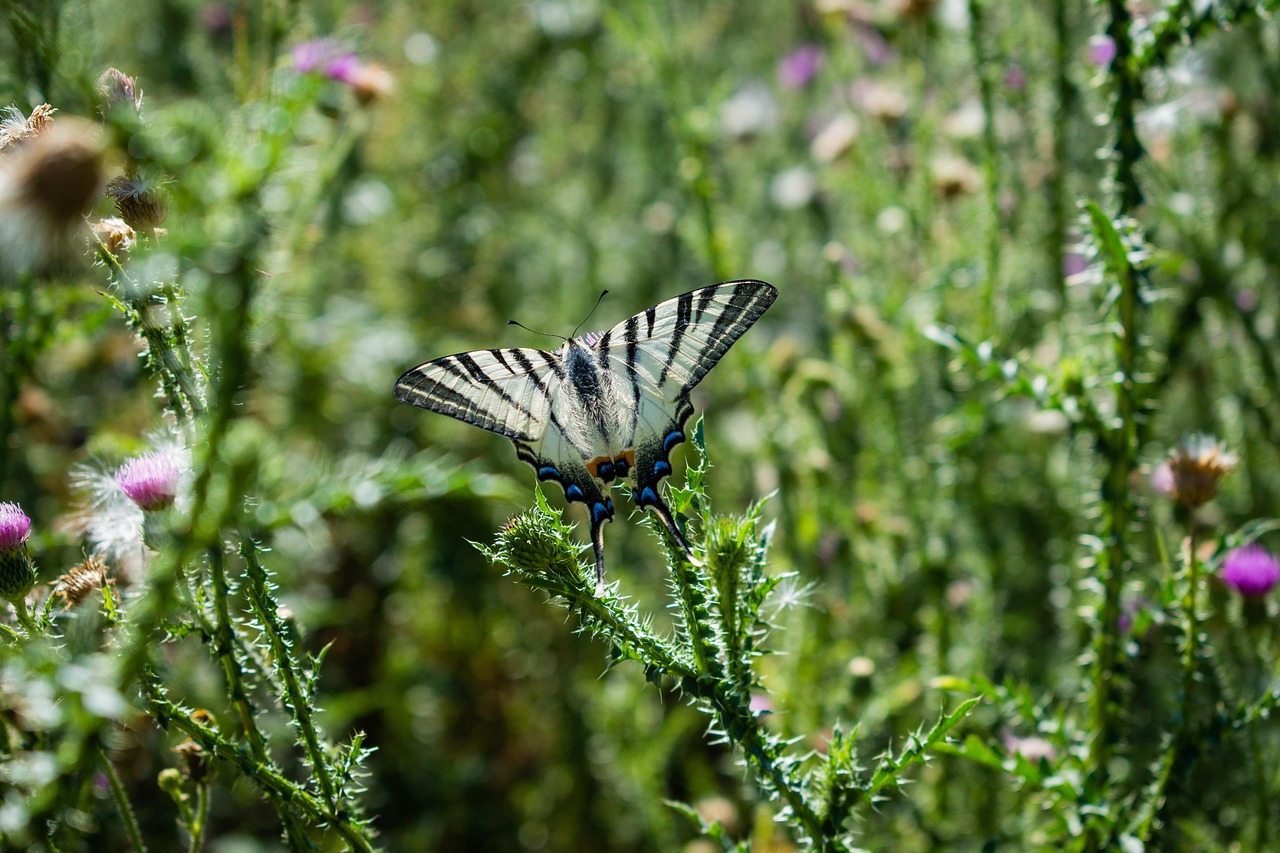 Papillon Ailes - Photo gratuite sur Pixabay - Pixabay