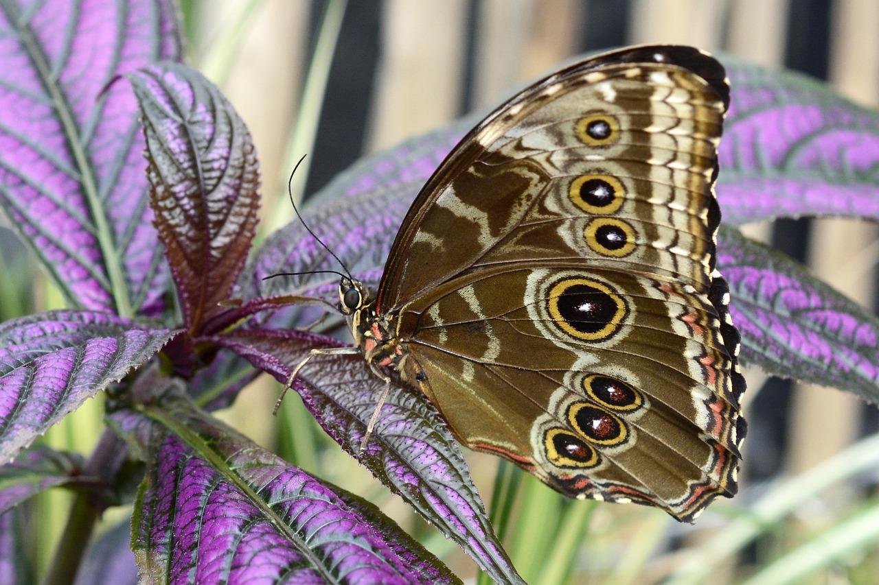 Más de 30 000 imágenes gratis de Mariposa Morpho y Mariposa - Pixabay