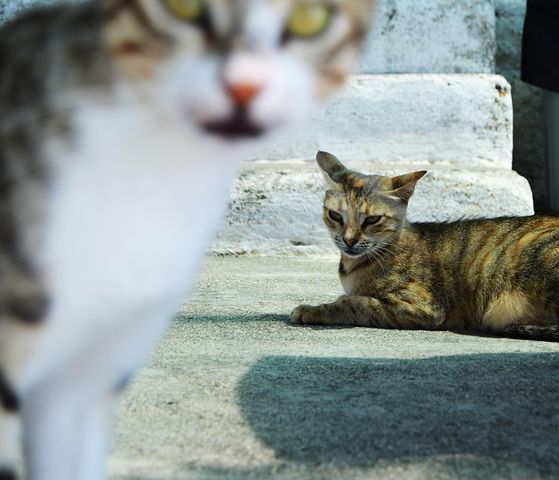 70+ Free Angry Cat & Angry Photos - Pixabay