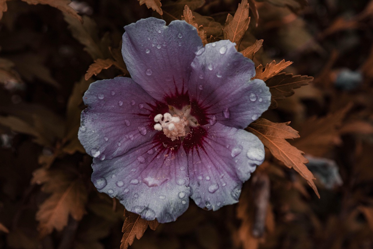 Photography Flower Wet - Free photo on Pixabay - Pixabay