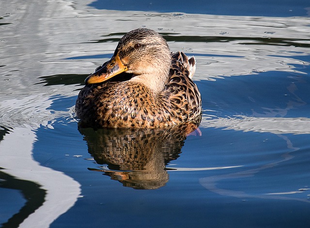 Pato Selvagem Animal Pássaro - Foto gratuita no Pixabay - Pixabay