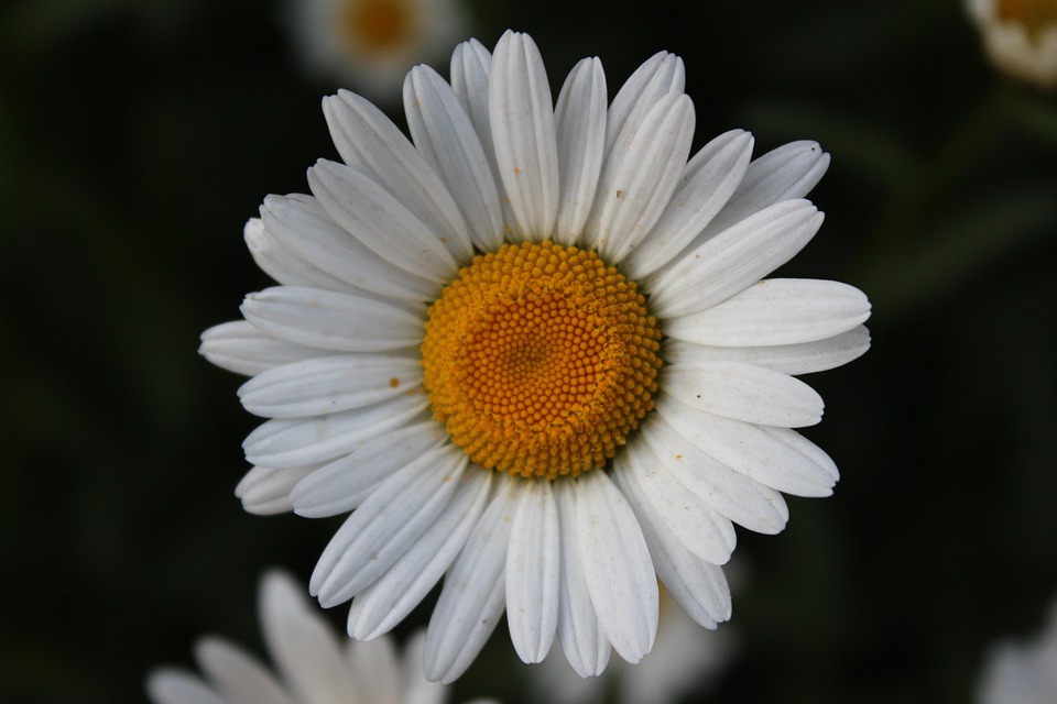 Daisy Fleur - Photo gratuite sur Pixabay - Pixabay
