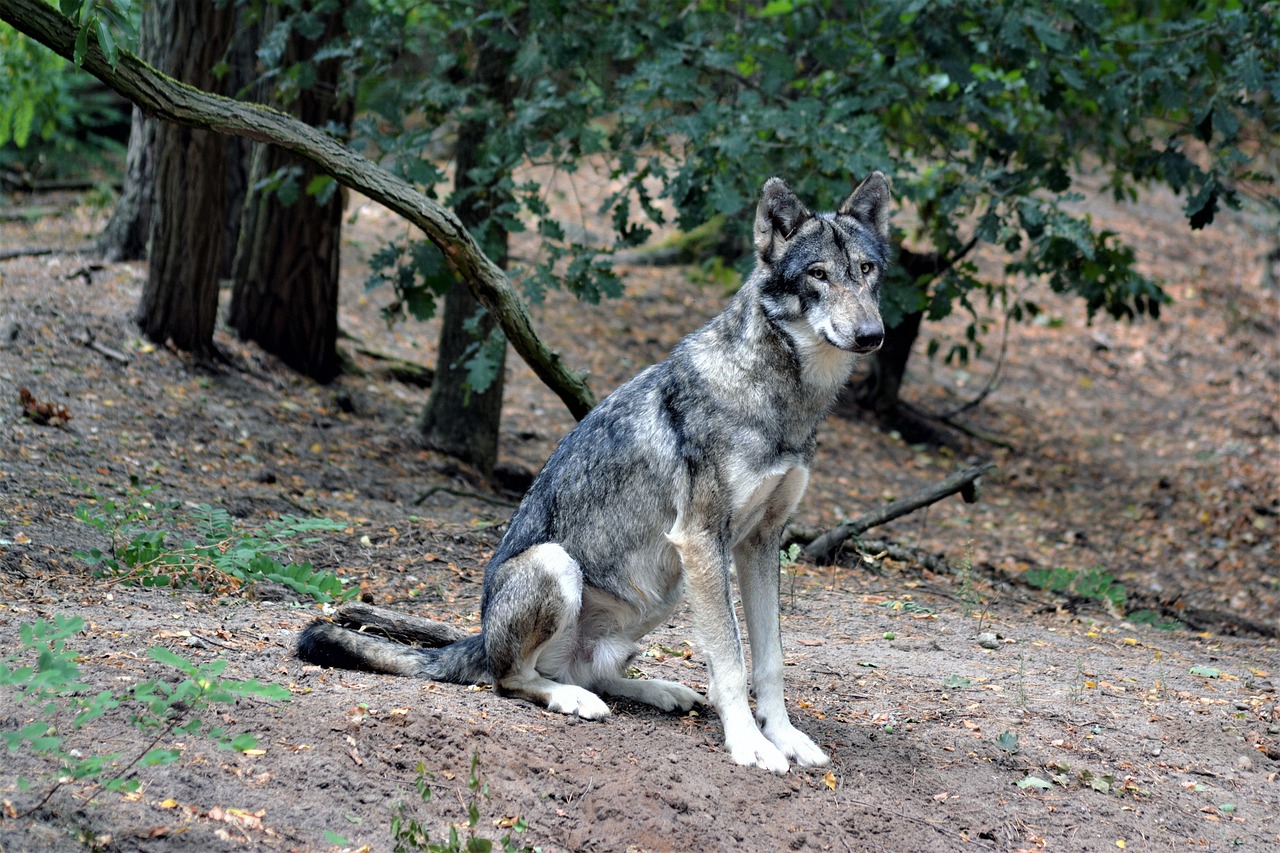 20,000+ Free Sitting Wolf & Wolf Images - Pixabay