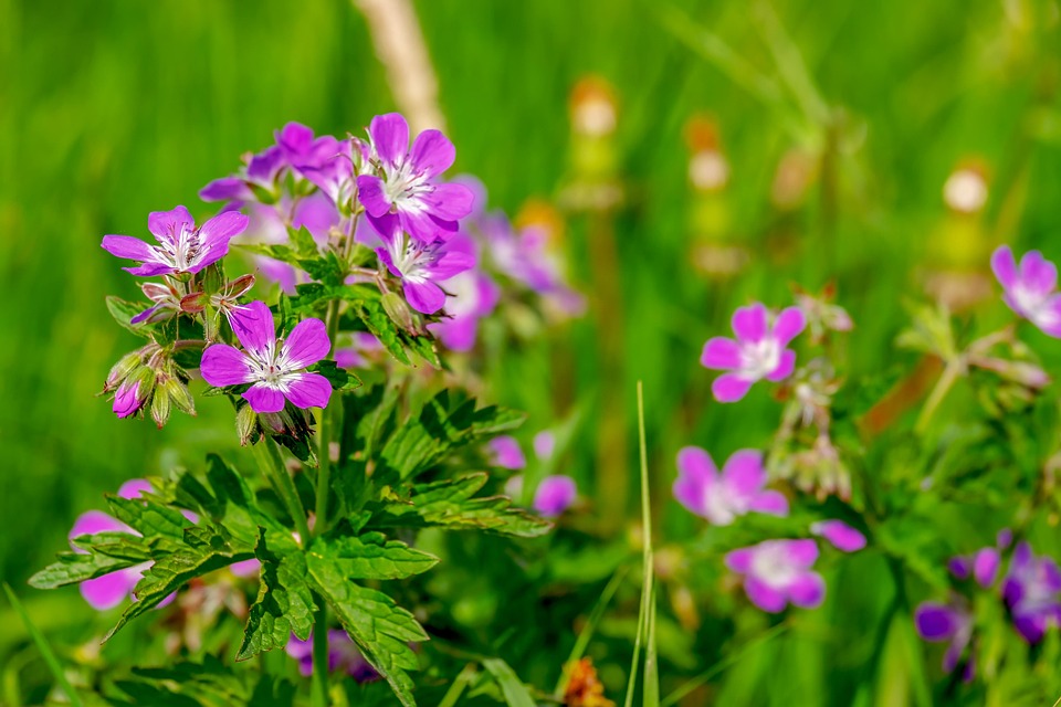 Cranesbill Flowers Plant - Free photo on Pixabay