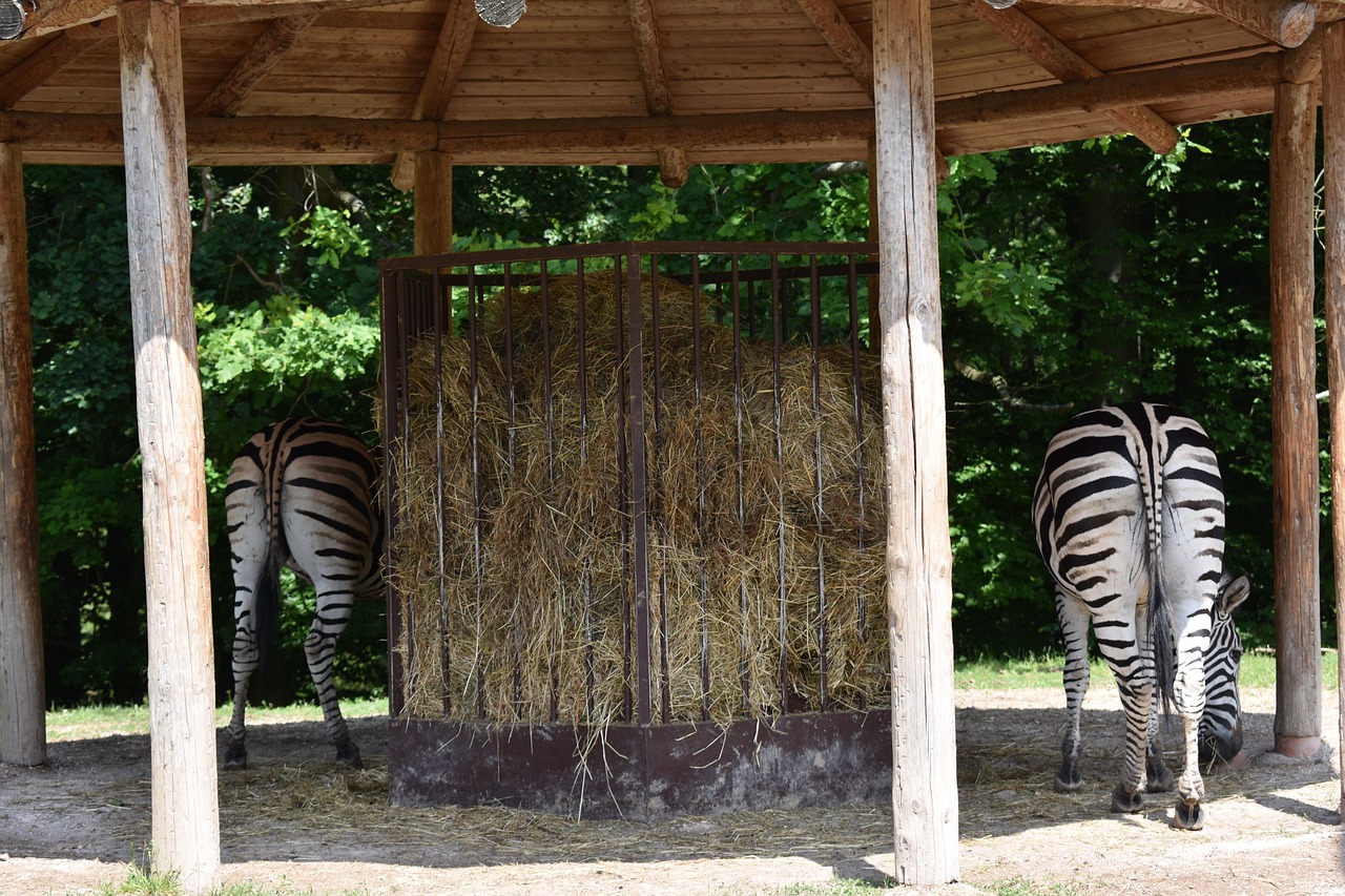Zebras Cuzinho Cauda - Foto gratuita no Pixabay - Pixabay
