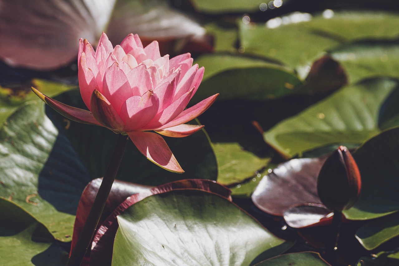 100,000+ Free Lilies Pink & Lily Images - Pixabay