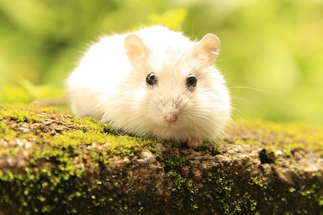 300+ Free Hamster & Nature Photos - Pixabay