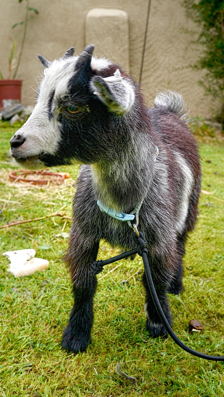 Pygmy Goats In Sweaters