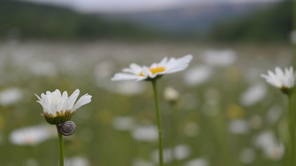 Daisy Macro Field - Free photo on Pixabay - Pixabay