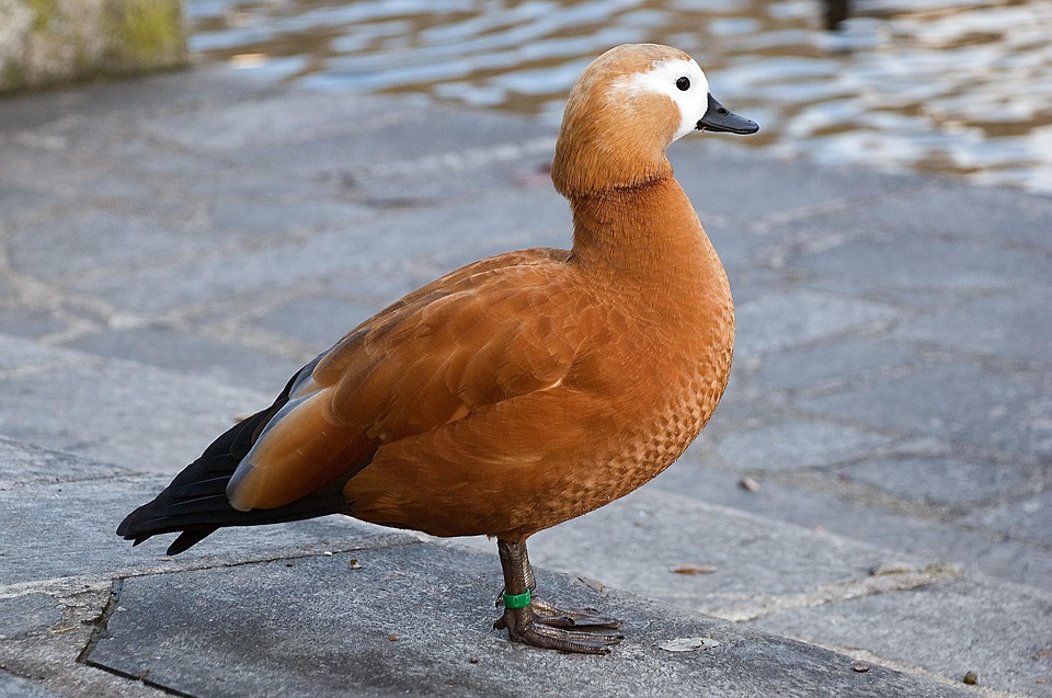 Ruddy Shelduck Bird - Free photo on Pixabay - Pixabay