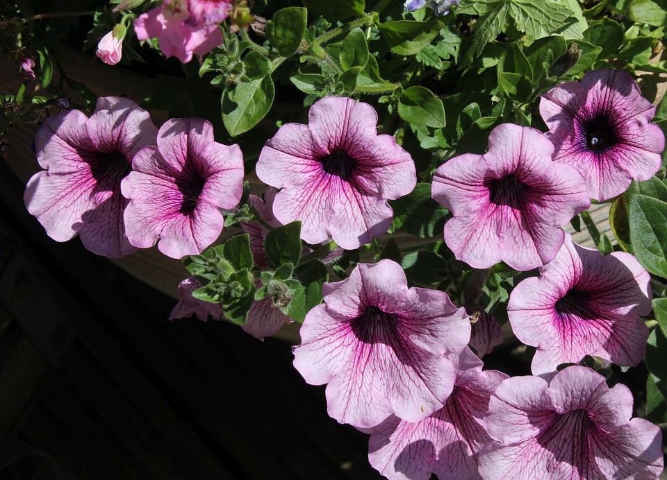 Petunia Flower Bloom - Free photo on Pixabay - Pixabay